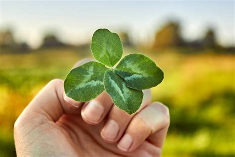 Le Trèfle Symbole De La Saint Patrick Quel Est Son Rôle Dans Votre