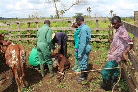 Cattle Palpation For Onchocerca Nodules Programme Onchocercoses