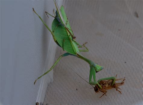 Pseudoxyops Perpulchra Mantodea Shop Mantids Phasmids And More