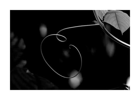 Tendril Free Photos On