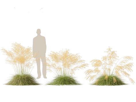 3d Stipa Gigantea Giant Feather Grass 01 Model Turbosquid 2150439