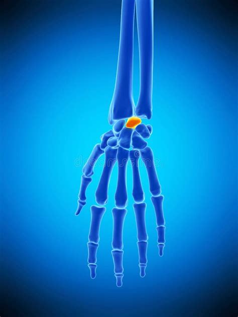 The Lunate Bone Stock Illustration Illustration Of Hand 155218277
