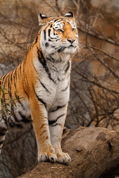 Premium Photo Siberian Tiger