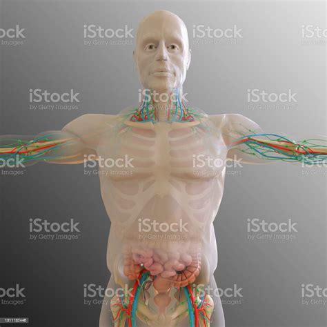 인간 해부학 내부 장기 의료 개념 3d 0명에 대한 스톡 사진 및 기타 이미지 0명 3차원 형태 간 내부 기관 Istock