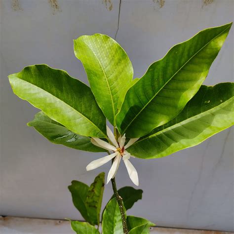 Michelia Champaca White Son Champa Son Chafa Nurserybuy
