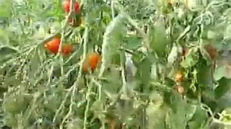 Помидоры сорт Поцелуй Герани - Geranium Kiss pomidom.ru - Смотреть ...