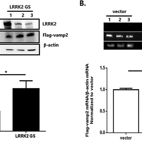 Lrrk2 G2019s Overexpression In Hek293t Cells Increases The Protein