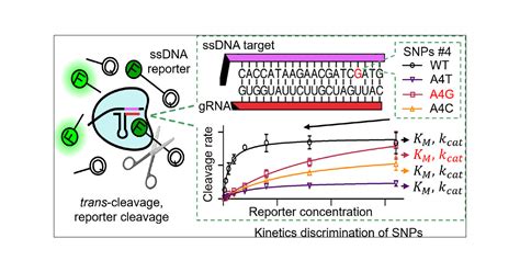 Detection And Discrimination Of Single Nucleotide Polymorphisms By