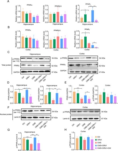 Ginsenoside Rb1 Induces A Pro Neurogenic Microglial Phenotype Via Pparγ Activation In Male Mice