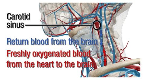 Carotid Sinus Hypersensitivity Carotid Sinus Syndrome Carotid Sinus