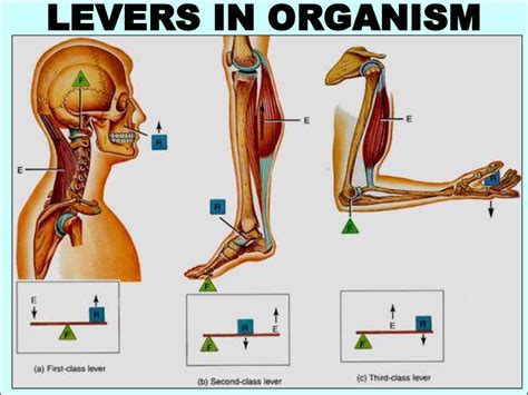 Muscle contraction mechanism презентация онлайн