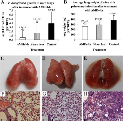 Effect Of Amfields On Mice With P Aeruginosa Lung Infection A