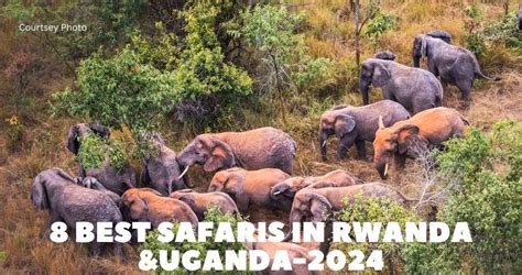 Best Safaris In Rwanda And Uganda 2024