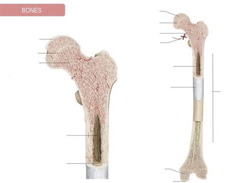 Diagram Of Bone Labelling Quizlet