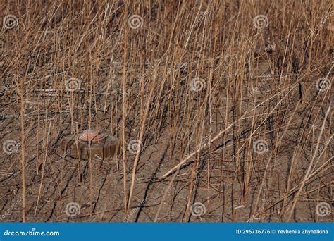 Mines Anti Personnel Mine Anti Personnel Mine In The Ground Dig A