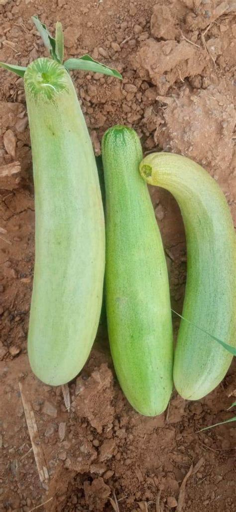Superior Cucumber Green Long Kachra Melon Type Farmers Stop