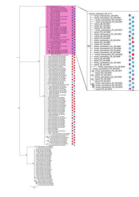 Phylogenetic Tree Obtained By Analyzing Neighbors Union Neighbor