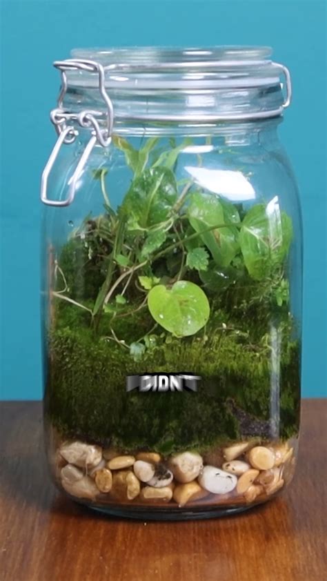 I Made A Tiny Ecosystem From Nothing 🫥 R Terrariums