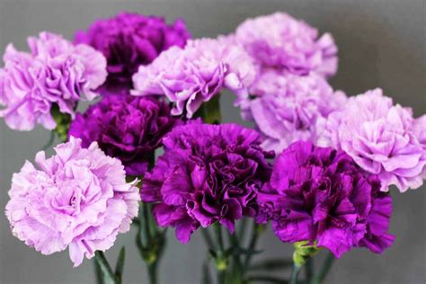 How To Grow And Care For Carnations Gardeners Path