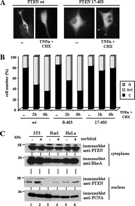 Nuclear Accumulation Of Pten Is Augmented After Treatment With Agents