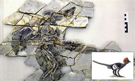 Fossilised Feathers Dating Back 160 Million Years Reveal The Secrets Of