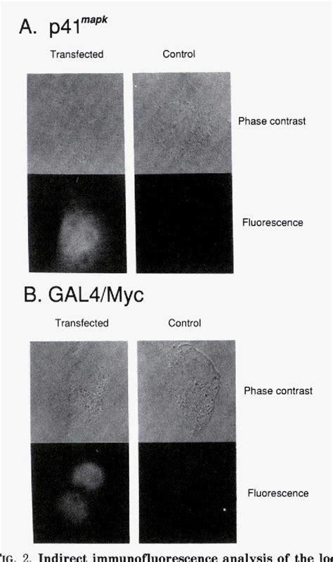 Figure 1 From Signal Transduction Within The Nucleus By Mitogen