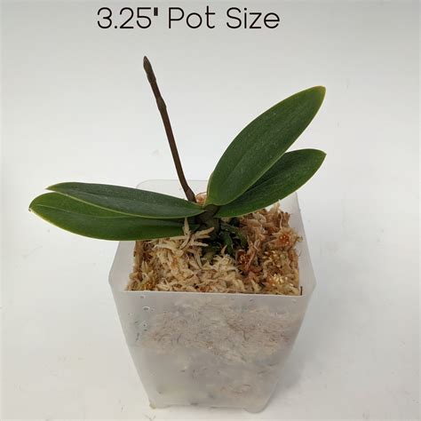 Phal Perfect Pixie Pixie Star X Braceana Orchidweb