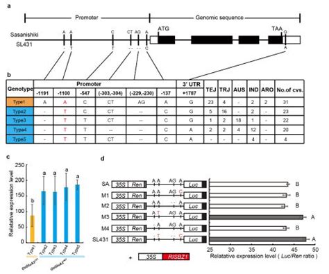 我室严长杰教授研究团队在《nature Communications》发表研究论文，发现影响稻米品质关键基因 江苏省作物基因组学和分子育种重点实验室