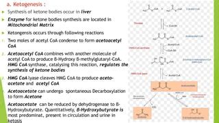 Comprehensive Overview Of Lipid Metabolism Ketone Bodies Fatty Acid