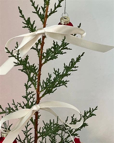 이탈리안 사이프러스 크리스마스 트리 숲속soopsok 공릉 식물가게 서울특별시 노원구 공릉동 비즈프로필