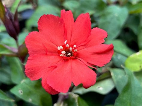 Lychnis Sieboldii Lipstick Ppaf Catchfly Keeping It Green Nursery