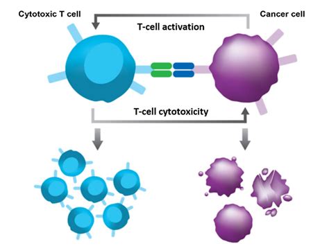 Trial Suggests Expanded Role For Blinatumomab In Treating All