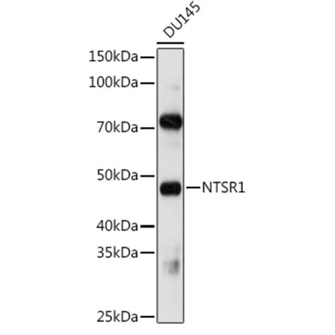 Anti Neurotensin Receptor 1 Ntsr1 Antibody A9138