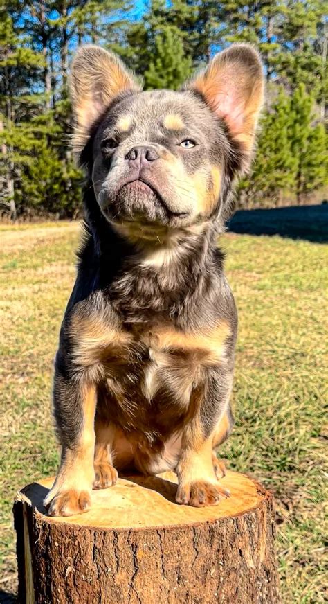 Daisys Fluffy Frenchies French Bulldog Breeder French Bulldog For