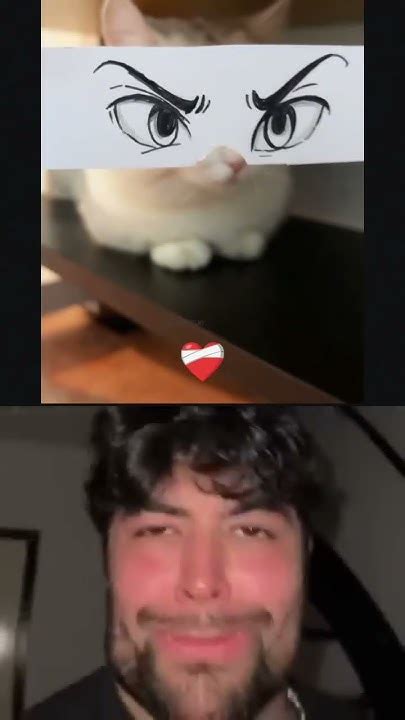 Cat Reaction Youtube