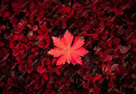 Premium Photo Leaf On Beautiful Background Of Red Autumn Northern Plants Foliage And Grass
