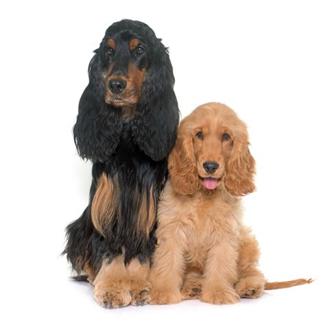 Premium Photo Two Cocker Spaniels