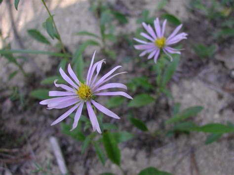 Showy Aster Guide New York Natural Heritage Program