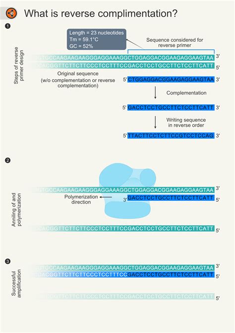 Pcr Primer Reverse Complement At Gina Betty Blog
