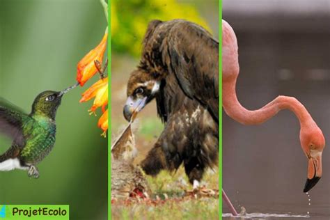 Classification Des Oiseaux Définition Et Photos