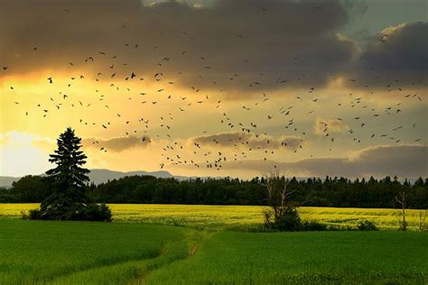 800 Free Biodiversity And Nature Images Pixabay