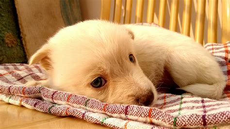 Puppy Lying on Plaid Textile · Free Stock Photo