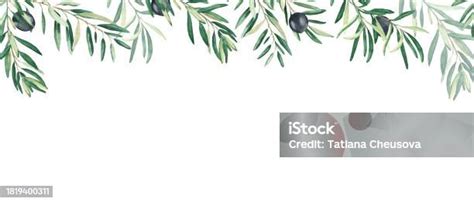 수평 프레임 올리브 가지와 잘 익은 과일로 테두리 수채화 손으로 그린 그림입니다 메뉴 디자인을 위한 웹 배너 카드 및 초대장 템플릿으로 적합합니다 검은색에 대한 스톡 벡터