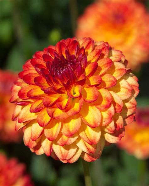 Dahlia Icoon Peter Nyssen Bloembollen En Planten Online
