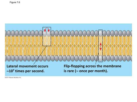 Membrane Structure And Membrane Chemistrypptx