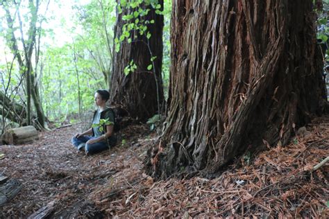 Redwood Reider Biodynamic Craniosacral Therapy And Meditation