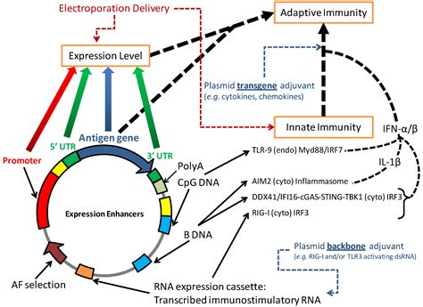 Plasmid Dna Structure