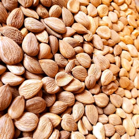 Apricot Kernel Maihan Distributors