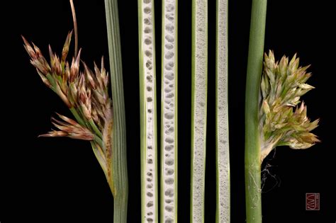 Plants Of The Week 10th July 2023 Four Native Rushes Juncus