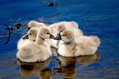 Wildlife — Colin Macgillivray